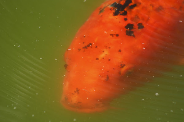 Carpa Koi / Common Carp | Project Noah