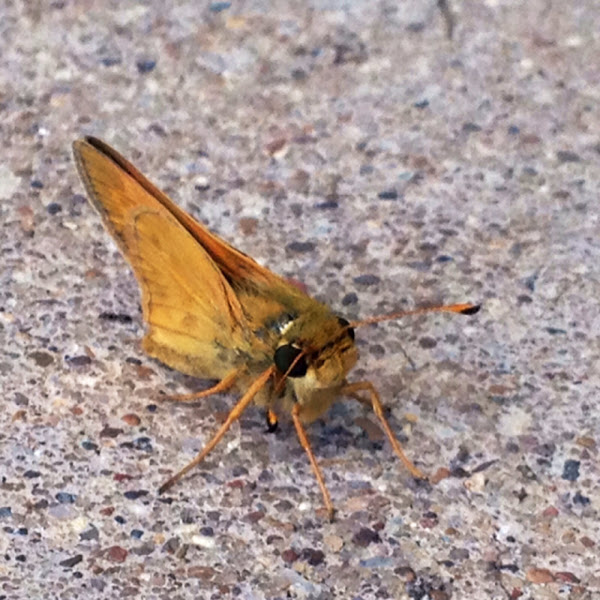 Skipper butterfly | Project Noah