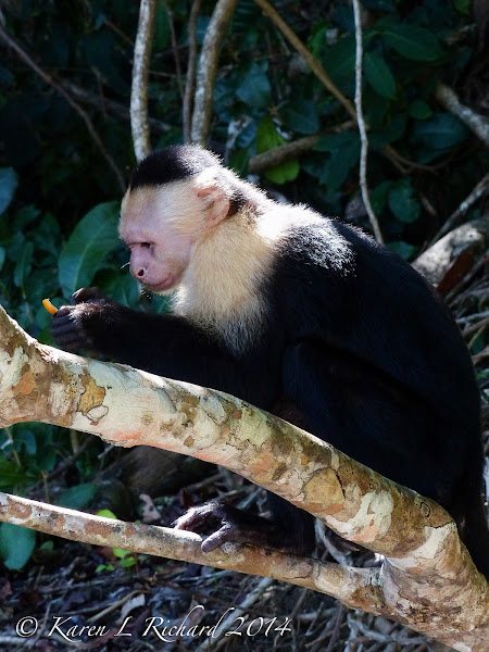 White faced capuchin monkey | Project Noah