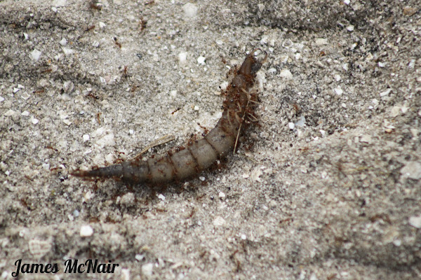 Cybister larva | Project Noah