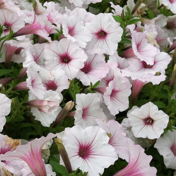 Petunia | Project Noah