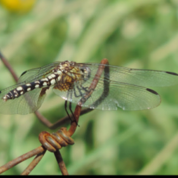 Checkered Setwing | Project Noah