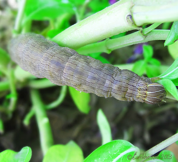 Big brown caterpillar | Project Noah