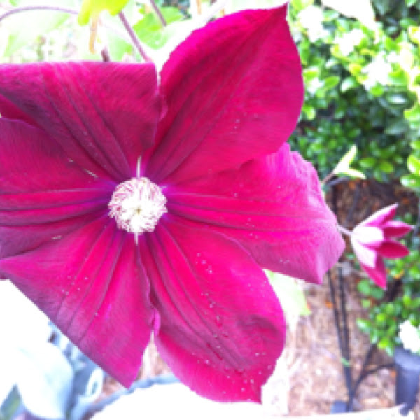 Clematis | Project Noah