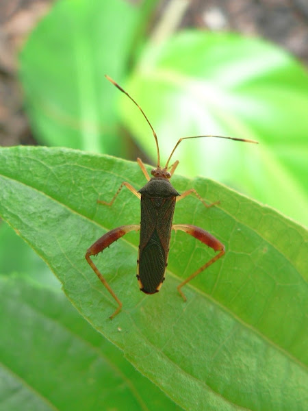 Leaf footed bug | Project Noah
