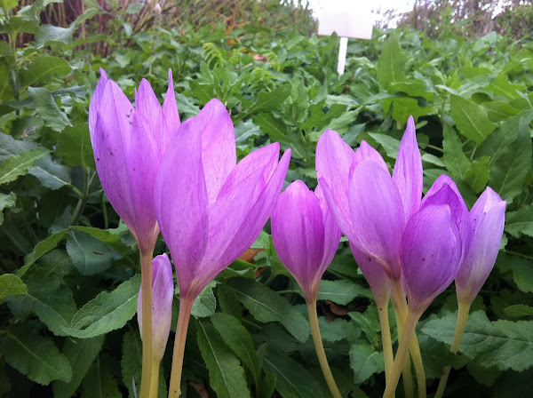 Autumn Crocus | Project Noah