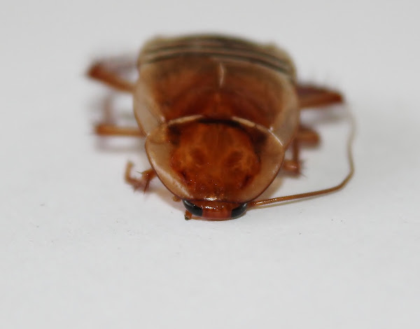 Cape Zebra Cockroach | Project Noah