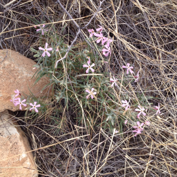 Creeping phlox or may pinks | Project Noah
