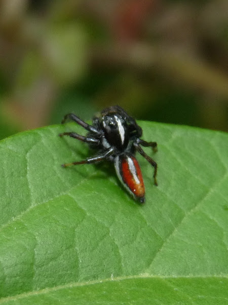 Jumping Spider | Project Noah