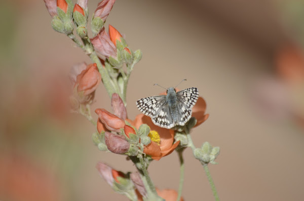 Checkered Skipper | Project Noah