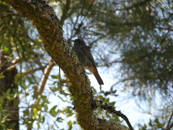 Black Redstart | Project Noah