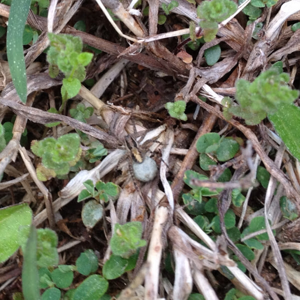 Grass Spider | Project Noah