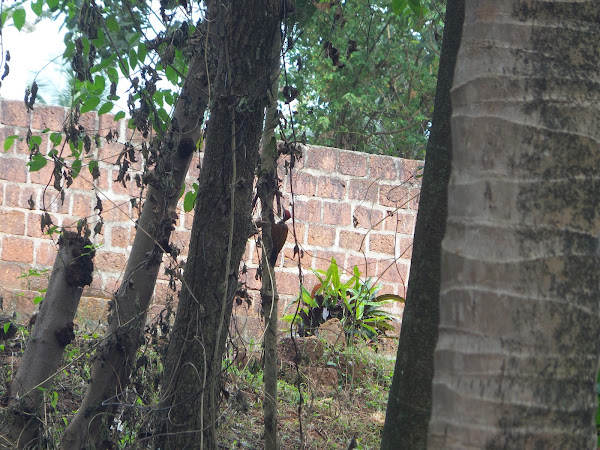Greater Flameback woodpecker | Project Noah