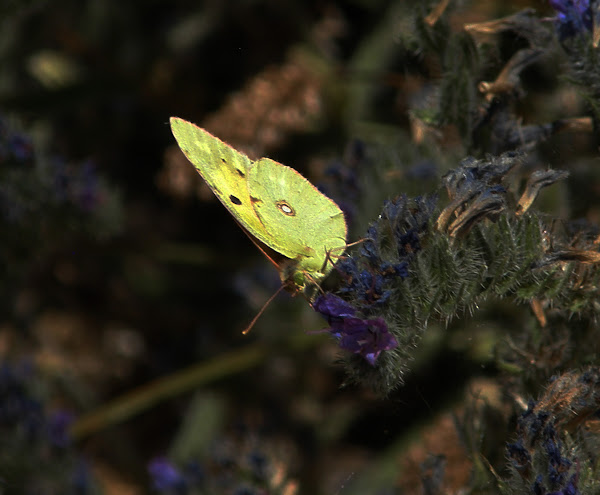 Dark Clouded Yellow | Project Noah