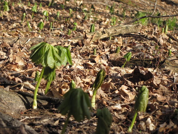 Mayapple | Project Noah