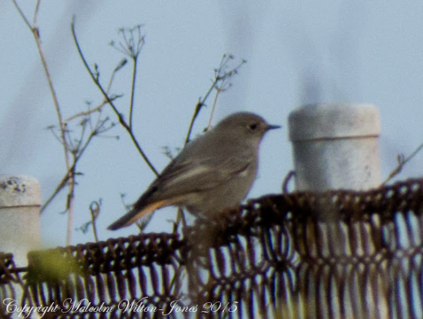 Black Redstart; Colirrojo Tizón | Project Noah