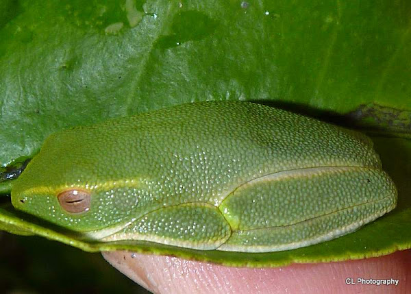 Graceful Tree Frog | Project Noah