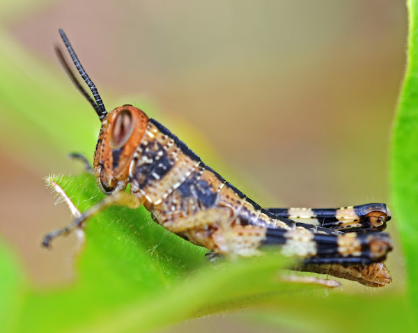 Hedge Grasshopper (nymph) | Project Noah