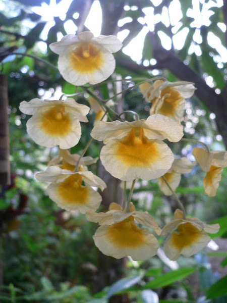 Orchid | Project Noah