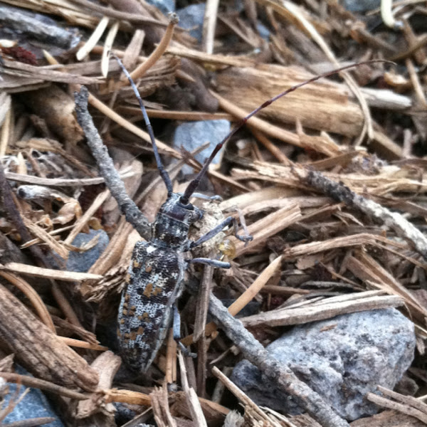 spotted pine sawyer | Project Noah