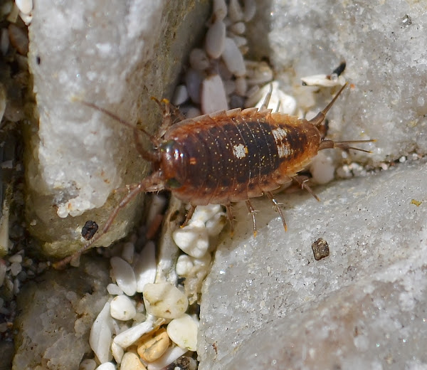 Sea Roach | Project Noah