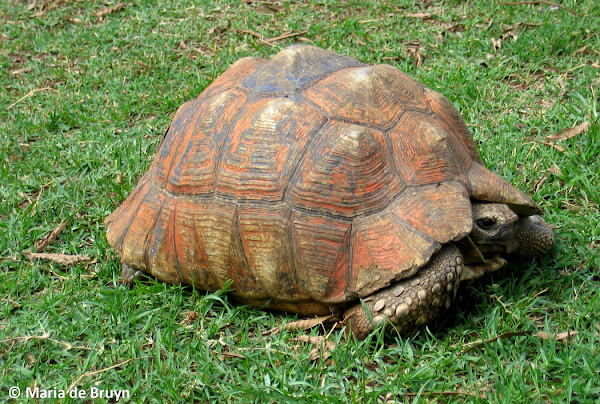 Leopard tortoise | Project Noah