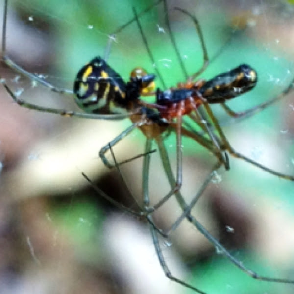 Filmy Dome Spiders - mating | Project Noah