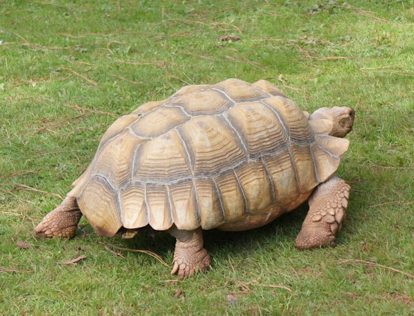 African Spurred Tortoise | Project Noah