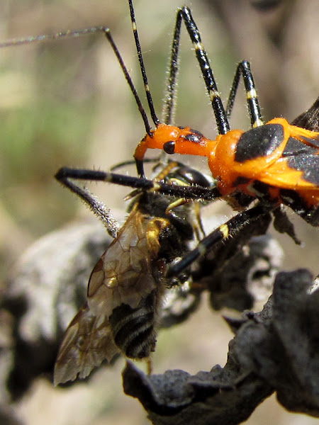 Milkweed Assassin Bug | Project Noah