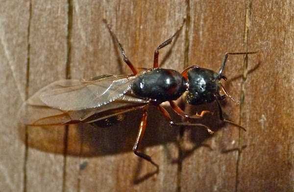 Black carpenter ant (winged) | Project Noah
