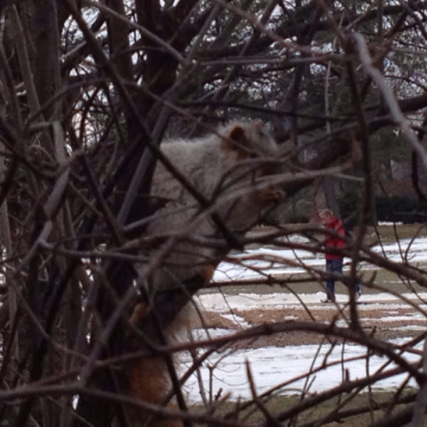 Eastern Fox Squirrel | Project Noah