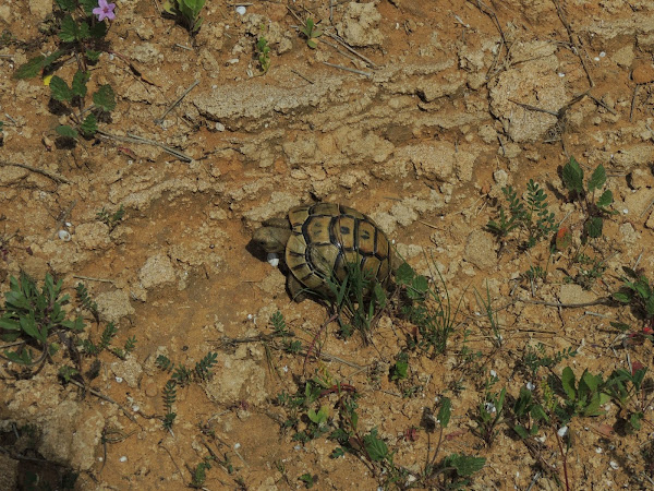 Spur-thighed tortoise | Project Noah