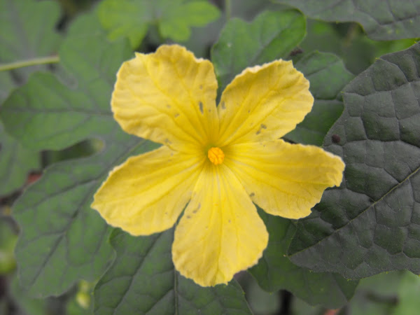 Wild Bitter Gourd | Project Noah