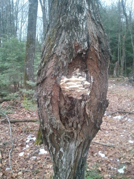 Mossy Maple Polypore | Project Noah