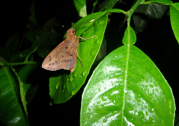 Skipper | Project Noah