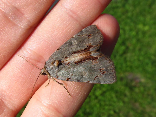 Woody Underwing | Project Noah