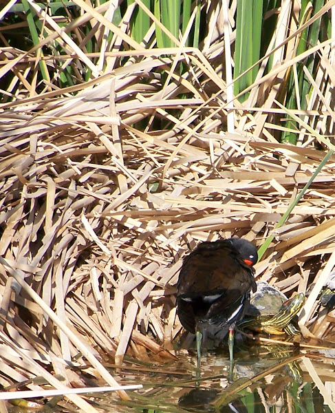 Common Moorhen | Project Noah