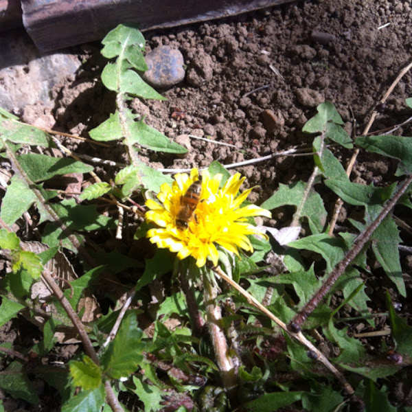 honey bee | Project Noah