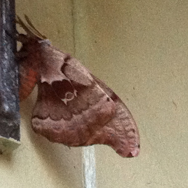 Polyphemus Moth | Project Noah