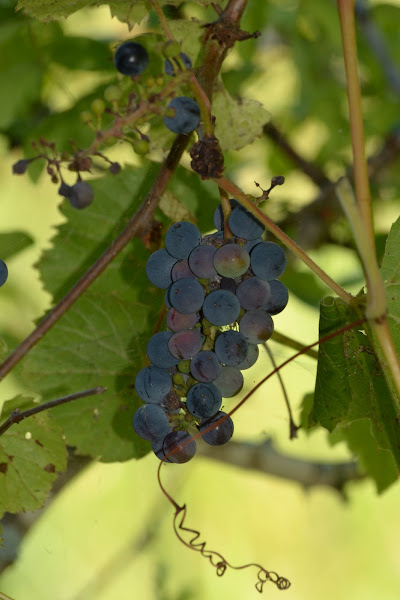 Concord Grapes | Project Noah