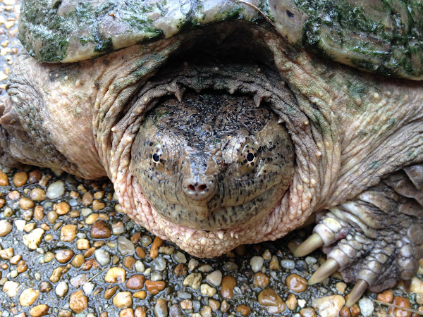 Common Snapping Turtle | Project Noah