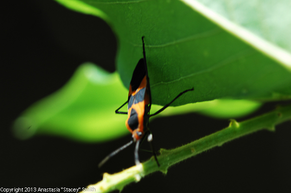 Assasin Bug | Project Noah