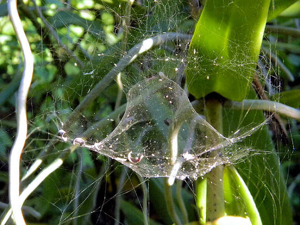 spider web | Project Noah