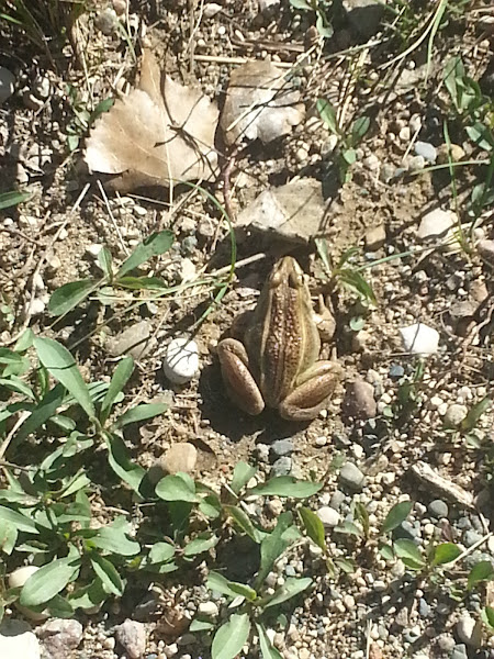 Green Frog | Project Noah