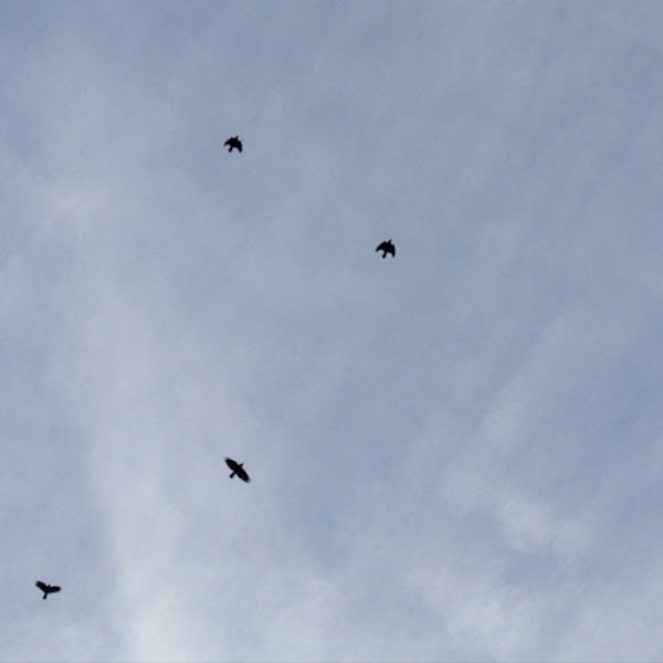 Crows | Project Noah