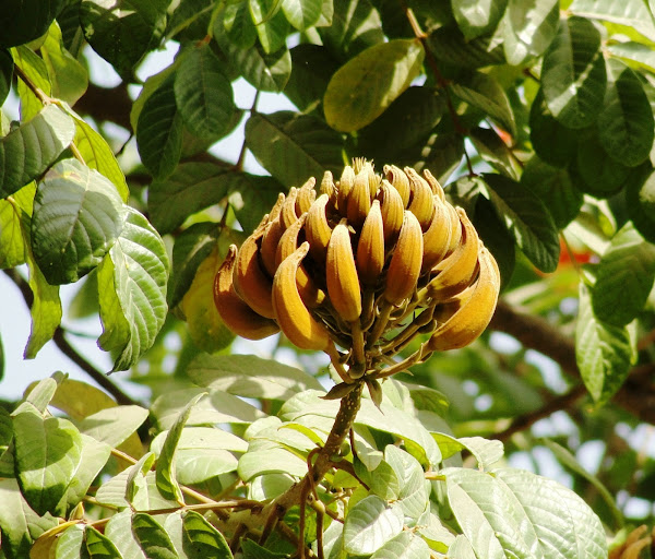 रुद्र पलाश African Tulip Tree | Project Noah