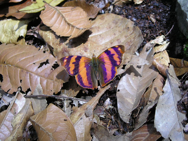 Mariposa | Project Noah