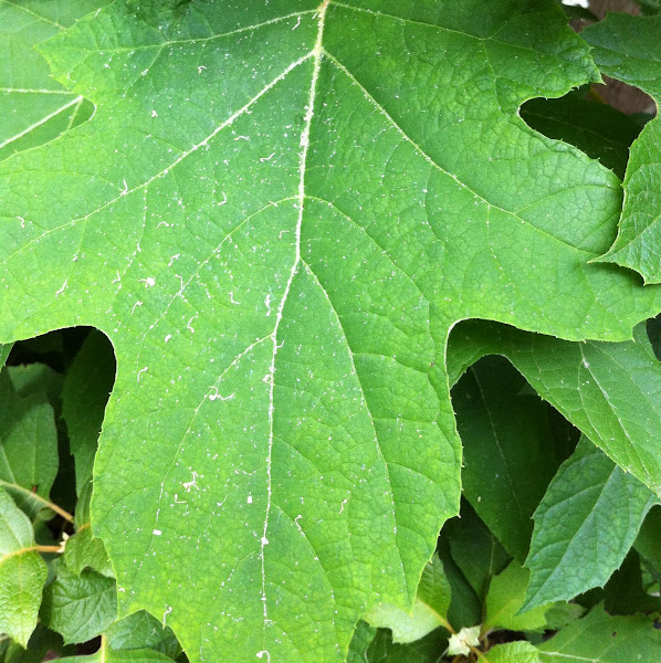 Oak Leaf Hydrangea | Project Noah