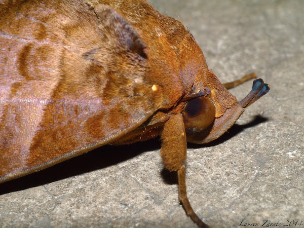 Giant Underwing Moth | Project Noah