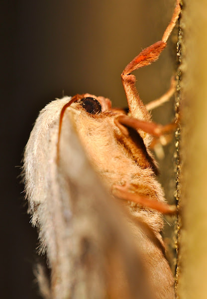 Dead-leaf Moth | Project Noah